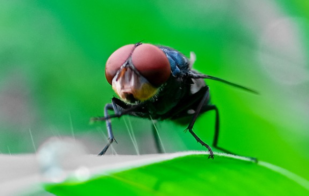 New World Screwworm Confirmed in Texas: Here’s What Pet Owners Need to ...